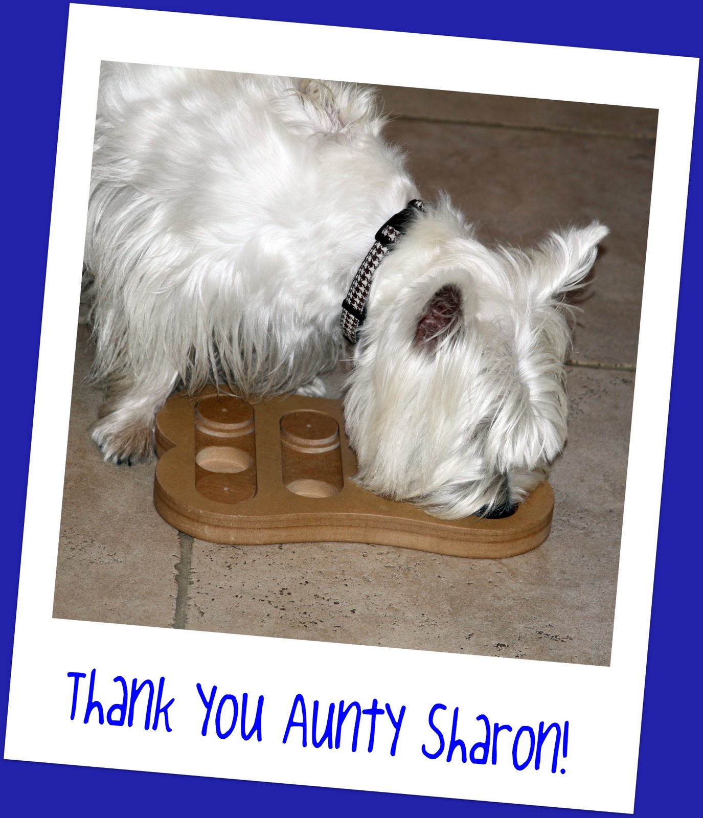 The White Dog Blog: January 2012