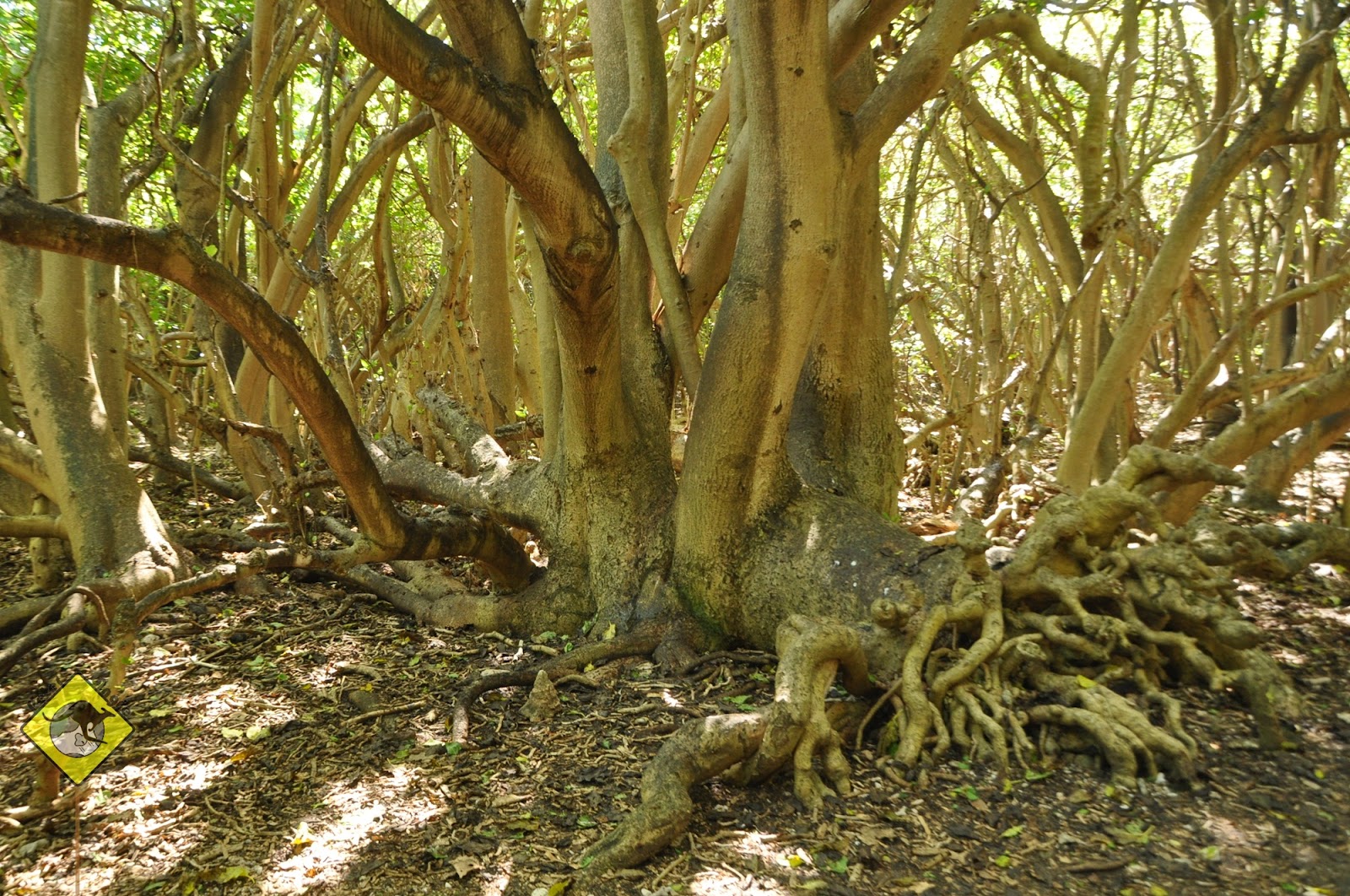 P&A GoGoGo 2: Family Trip X Town 1770 & Lady Musgrave Island