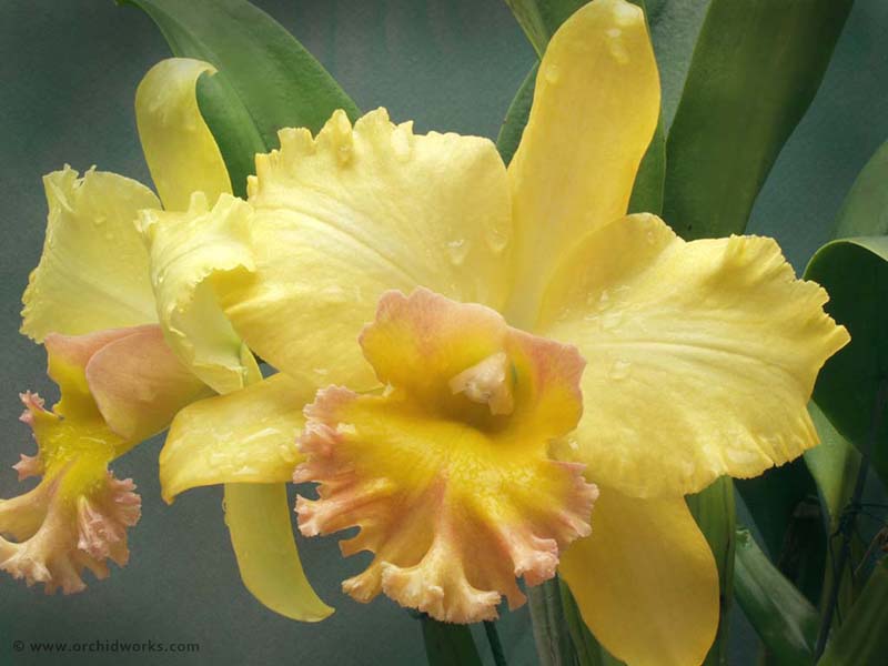 Jom Tanam Bunga: Anggerik Ke Orkid?