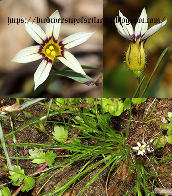Biodiversity of Sri Lanka: Striped rush leaf/Spreading blue eyed grass ...