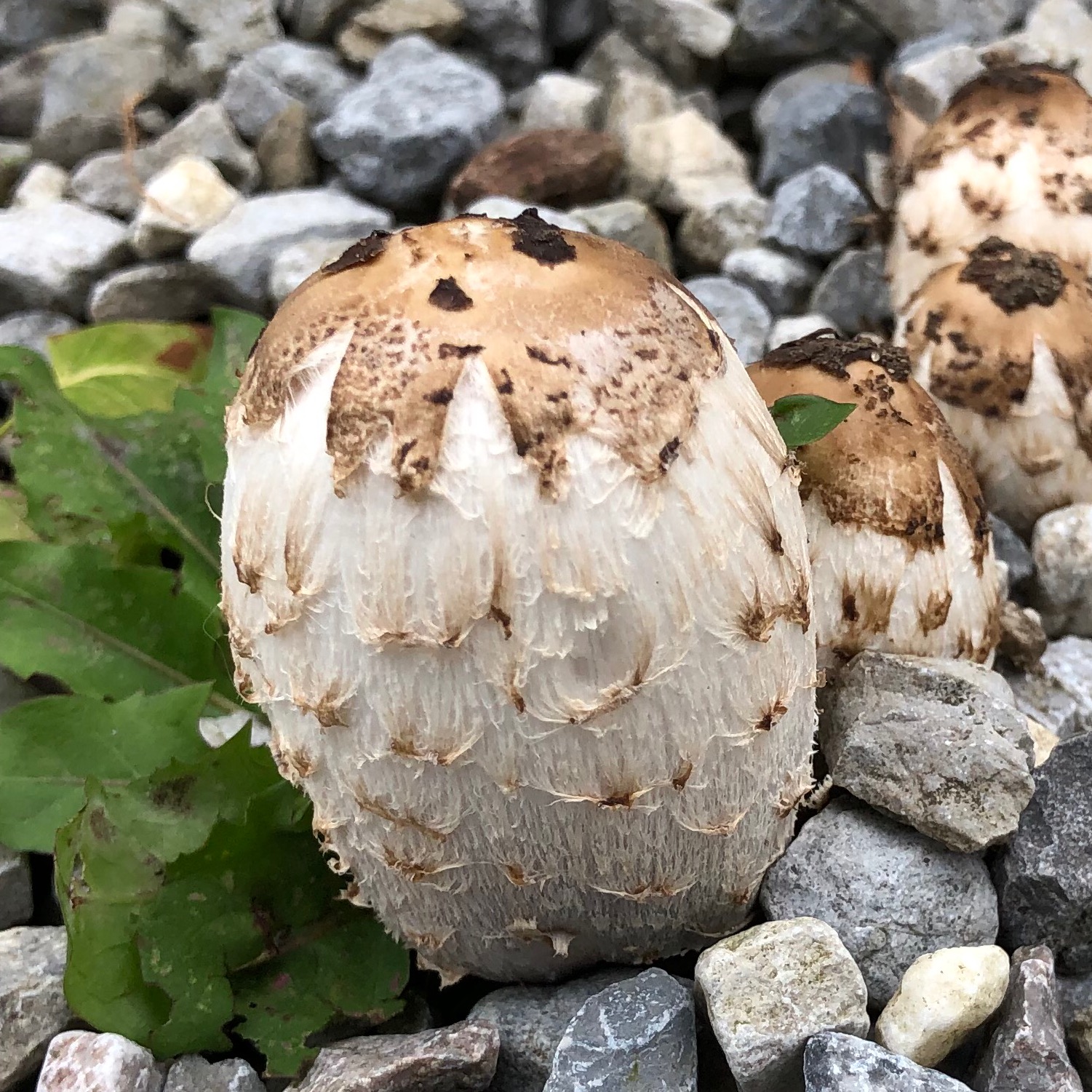 TLC-Jardin: Coprin chevelu