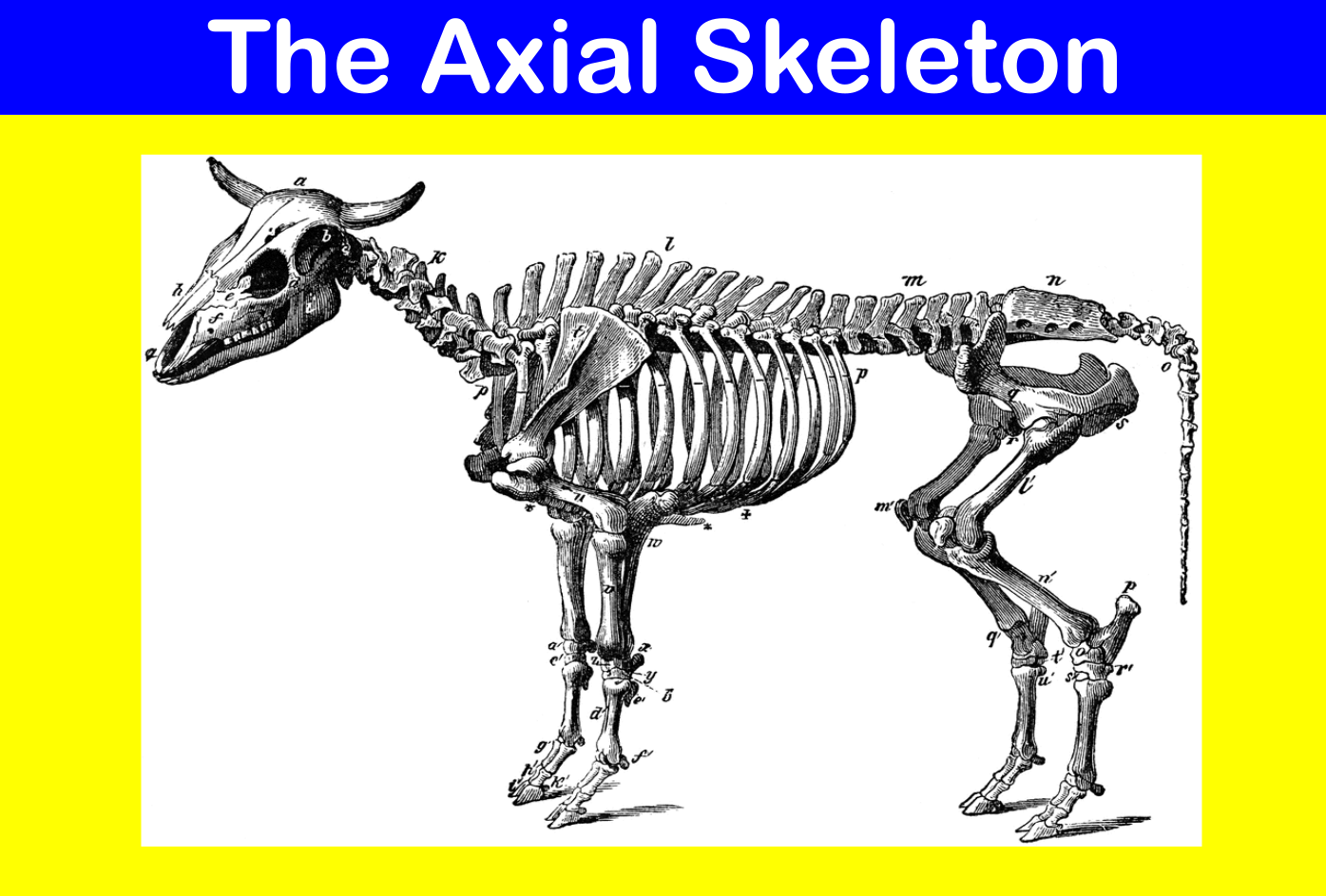 The Axial Skeleton | Gross Anatomy | Anjani Mishra