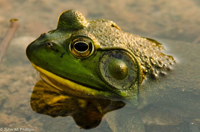 SKEPTIC PHOTO: FROGS AND LILYPADS