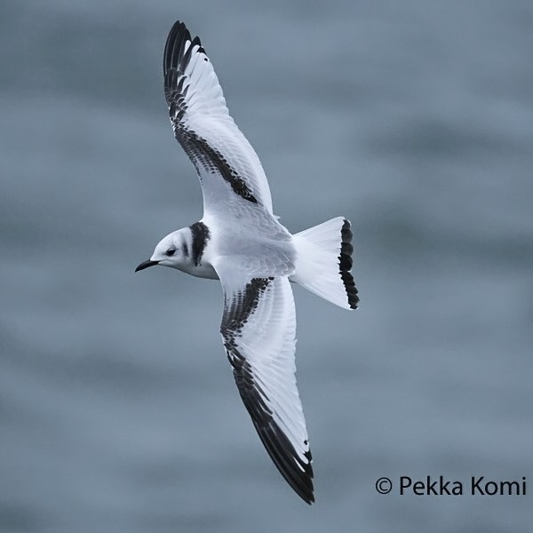 Lintuhavaintoja retkiltäni: toukokuuta 1974