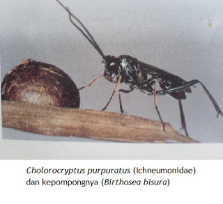 Membangun Perkebunan Kelapa Sawit: Parasitoid
