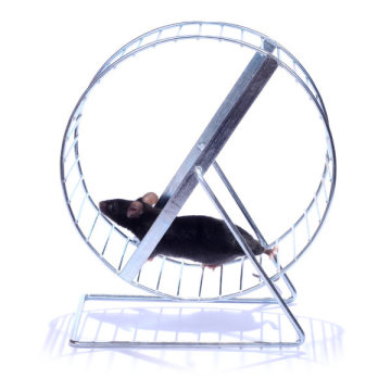 The birth of Modern Man: Receptor makes mice strong and slim