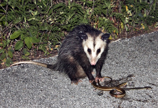 Opossum Savers
