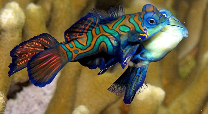 Beautiful World : Mandarin Fish (19 Pics)
