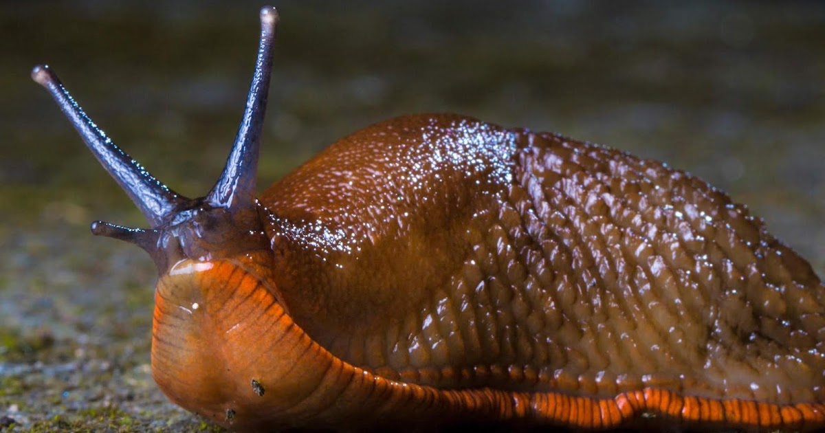 The Firefighter Devotional: Slug