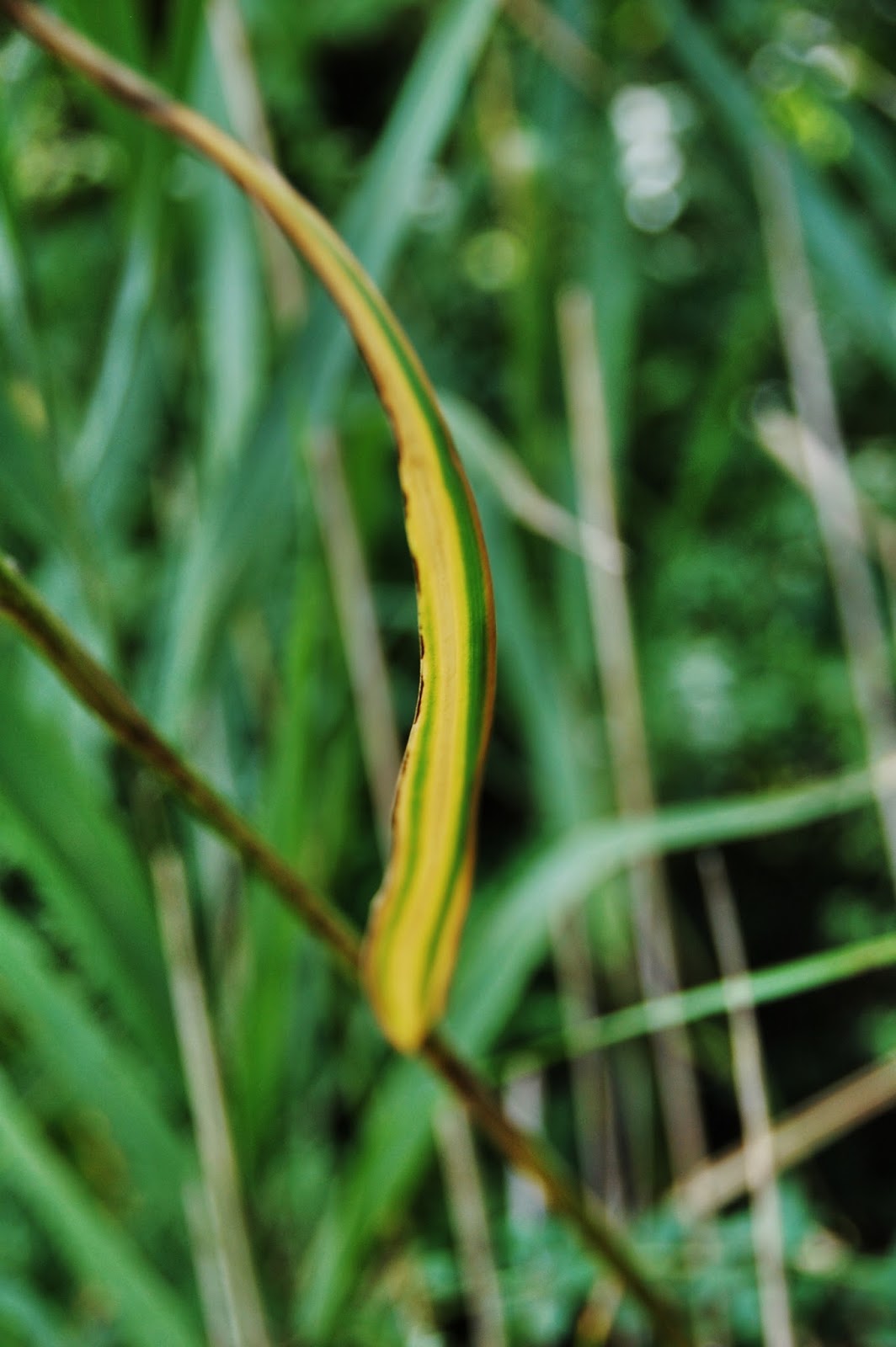 Content in a Cottage: A Strange and Beautiful Leaf