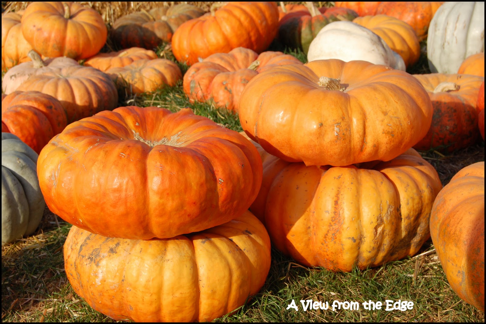 A View from the Edge: A Day at the Pumpkin Farm