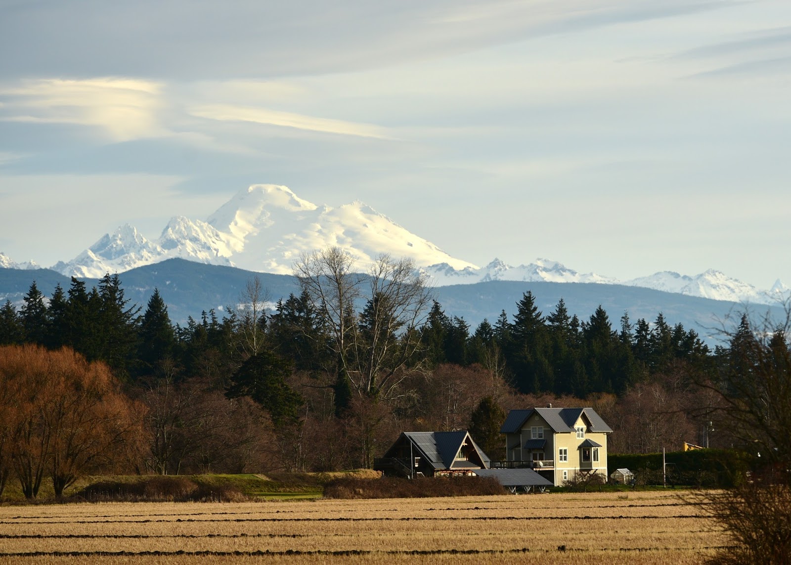 Shoreline Area News: Destinations: Swan viewing in Skagit County