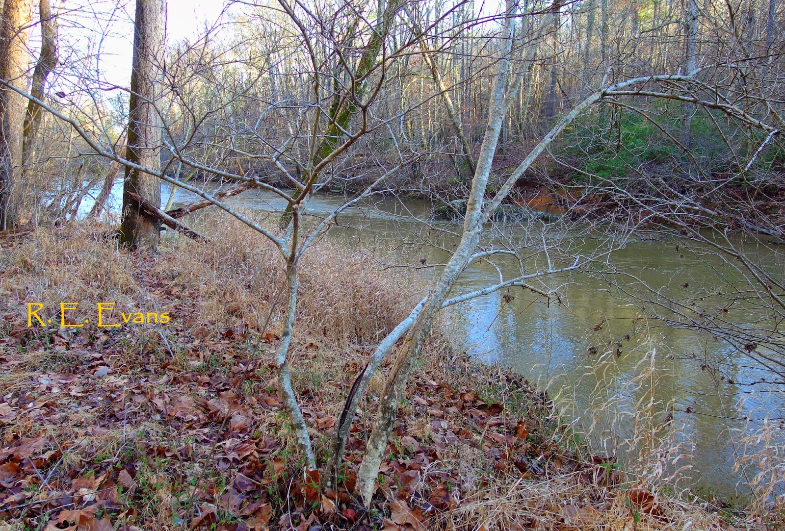 NC Plant Conservation & Beyond: American Bladdernut (Staphylea trifolia)