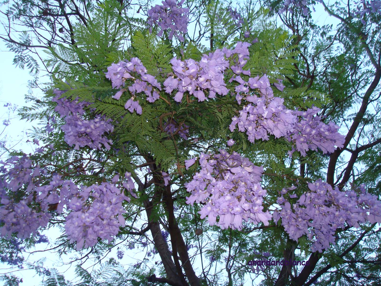elarbolmiamigo-encinarosa: Jacarandá / Jacaranda Mimosifolia ...