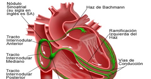 FISIOLOGIA: DIRECCION DEL IMPULSO NERVIOSO EN EL CORAZON