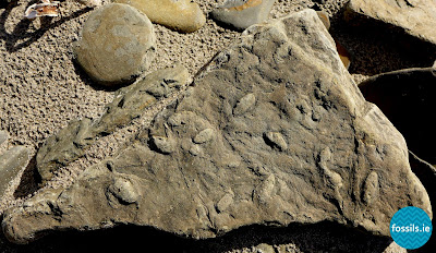 FOSSILS IRELAND: LOCATIONS