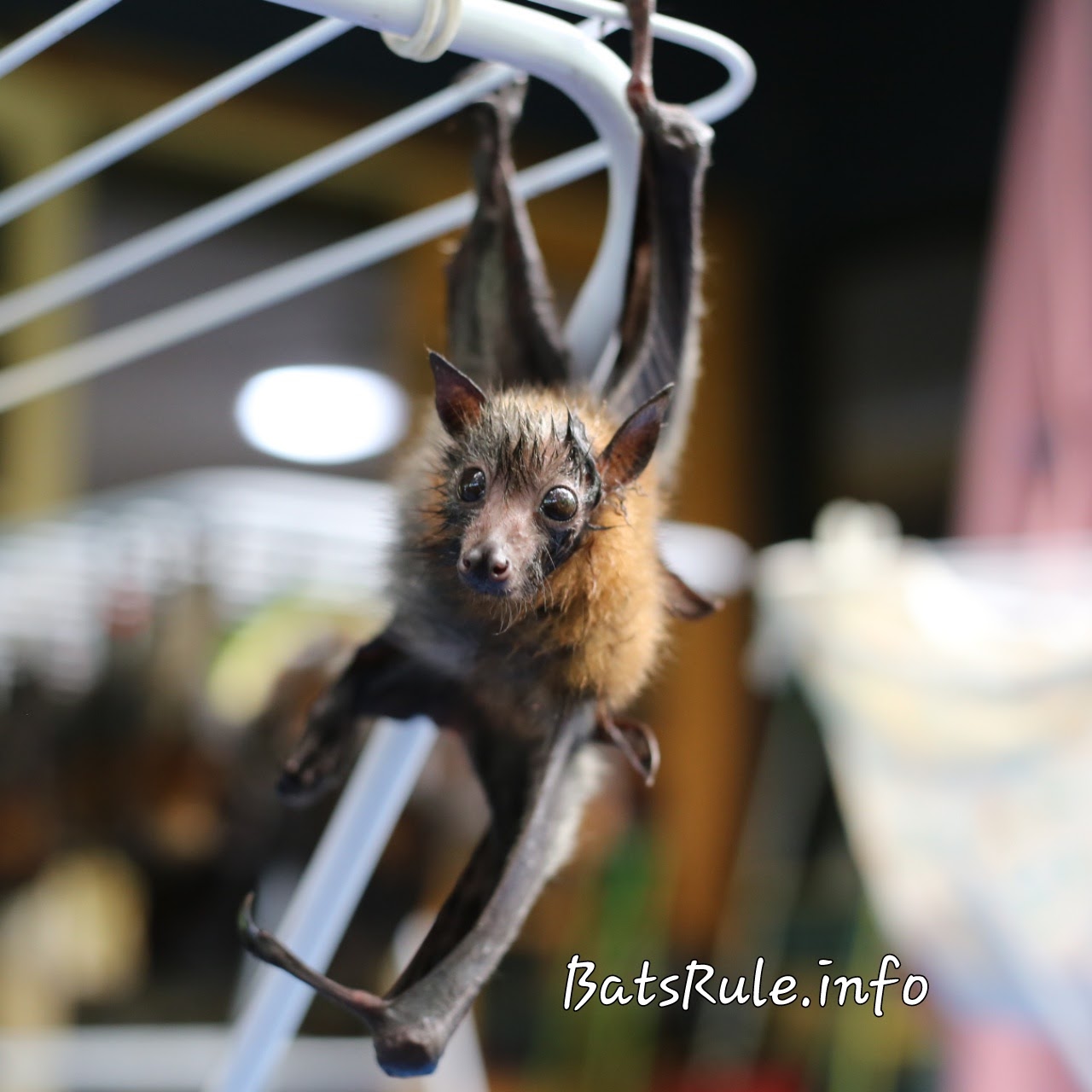 Megabat pics 2017 Flying Foxes Fruit bats