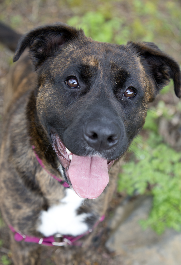 Shelter Dogs of Portland: "PETUNIA" big lovable brindle Shepherd? mix!