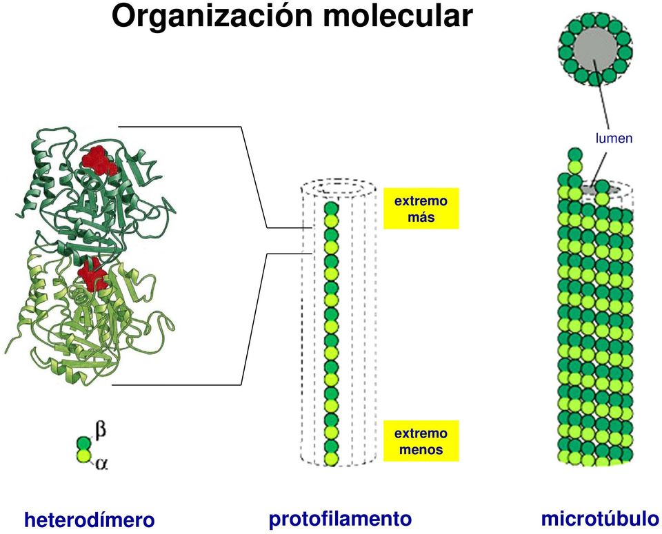 Biología celular : ORGANELOS Y FUNCIONES