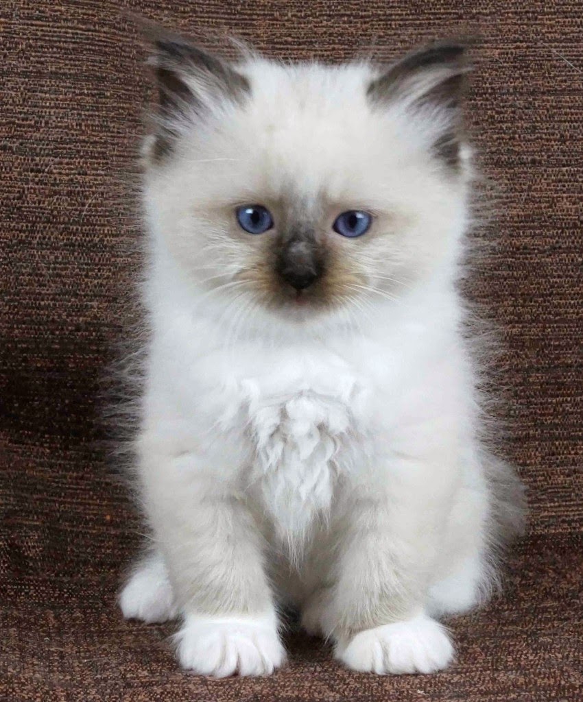 meonginfo: Gambar 9 Kucing Ras Ragdoll