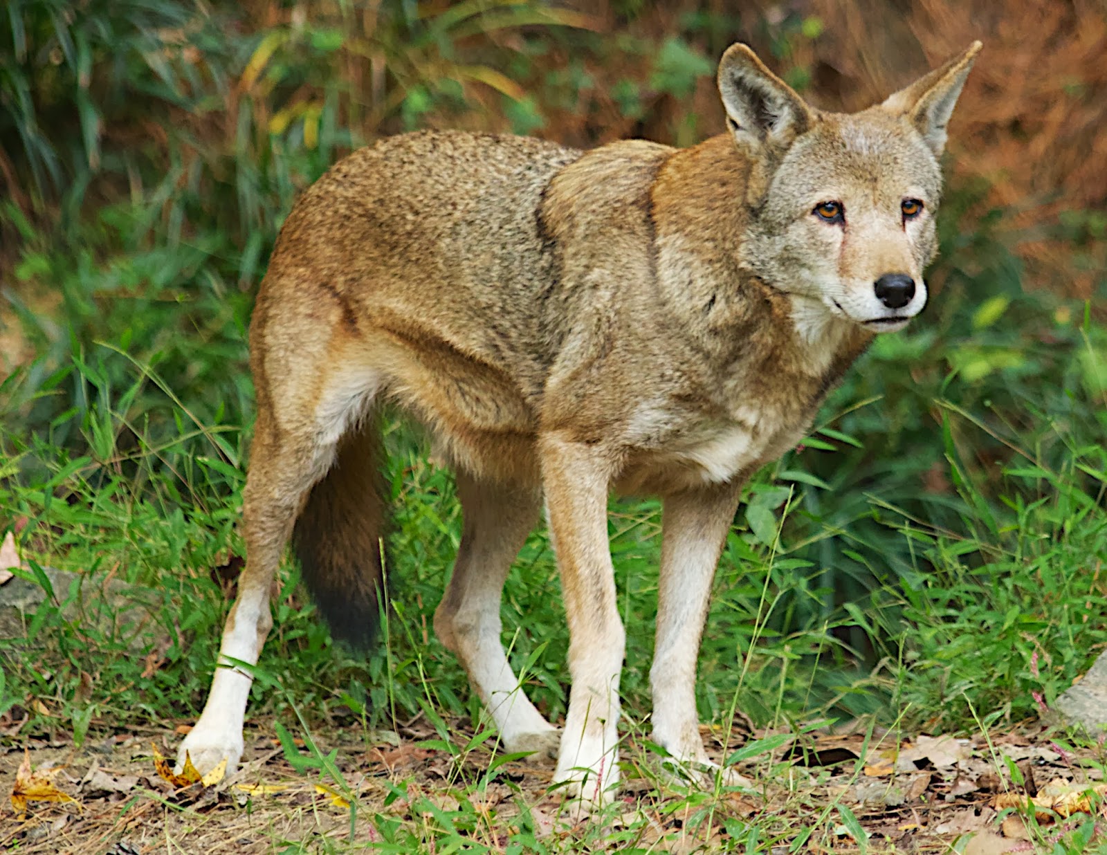RETURN OF THE RED WOLF: RWSSP of the month—North Carolina Museum of ...