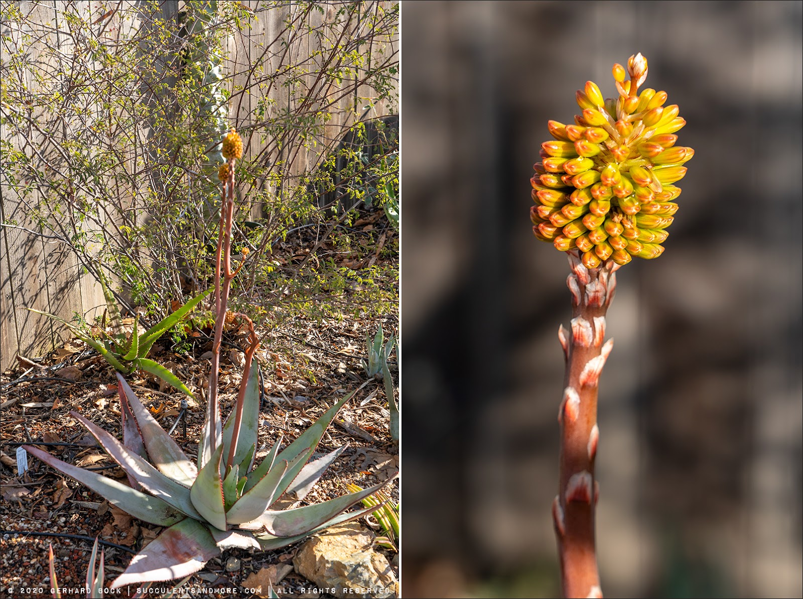All our aloes want is some ☀️