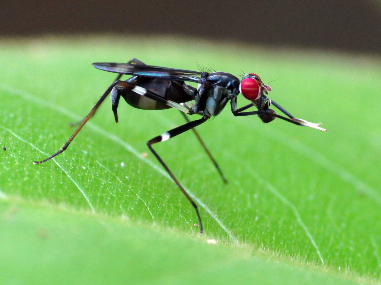 Real Monstrosities: Stilt-legged Fly