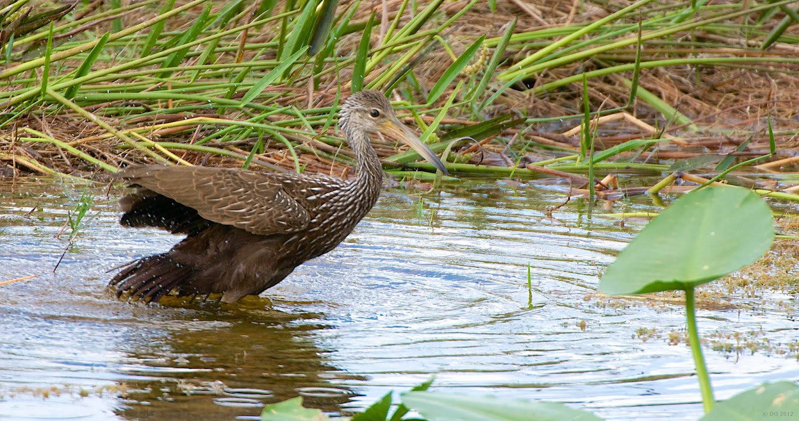 Limpkin