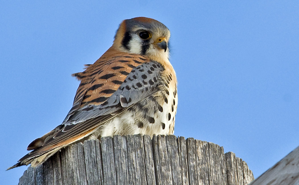 Wyoming Photos: Kestrel