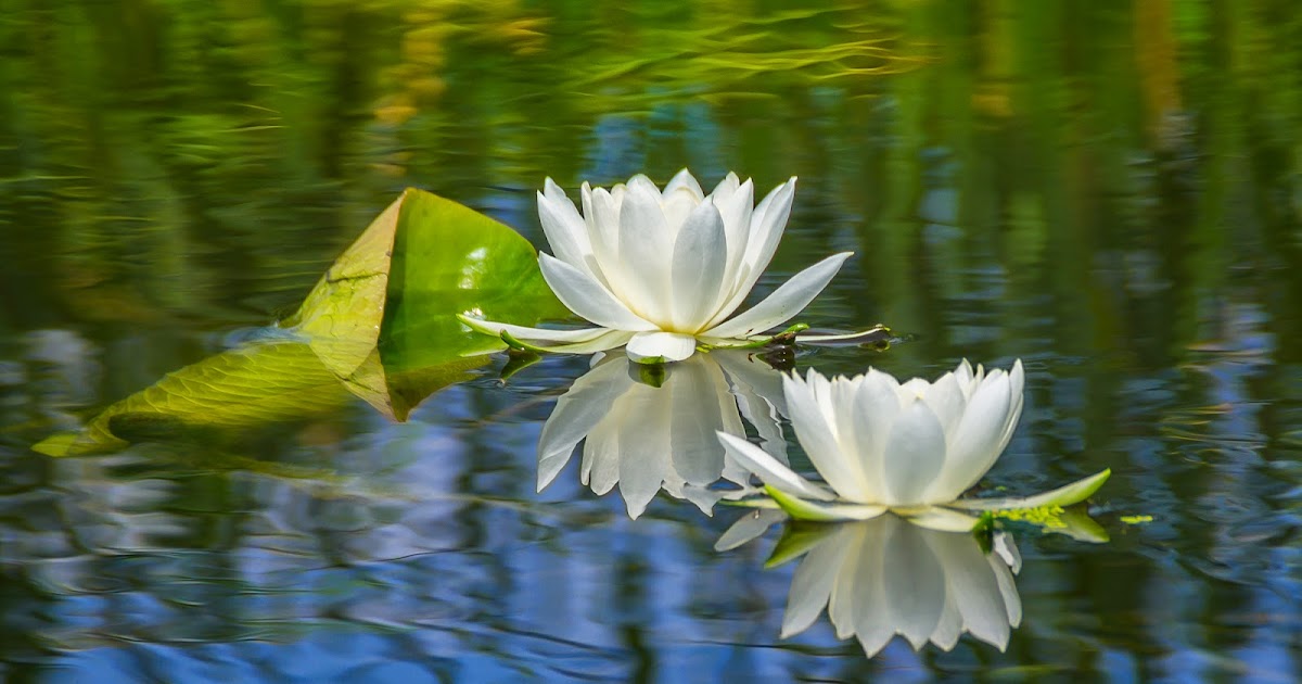 MAP Artistic Photography: Flora