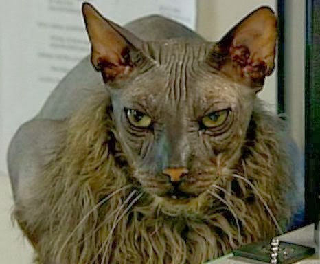 Worlds Ugliest Cat 2014