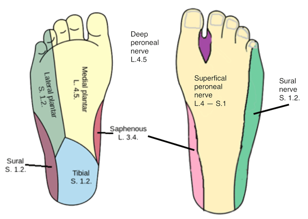 Barcelona Reflexologia: El Pie en un Capitulo - Esencial para Nuestra Salud