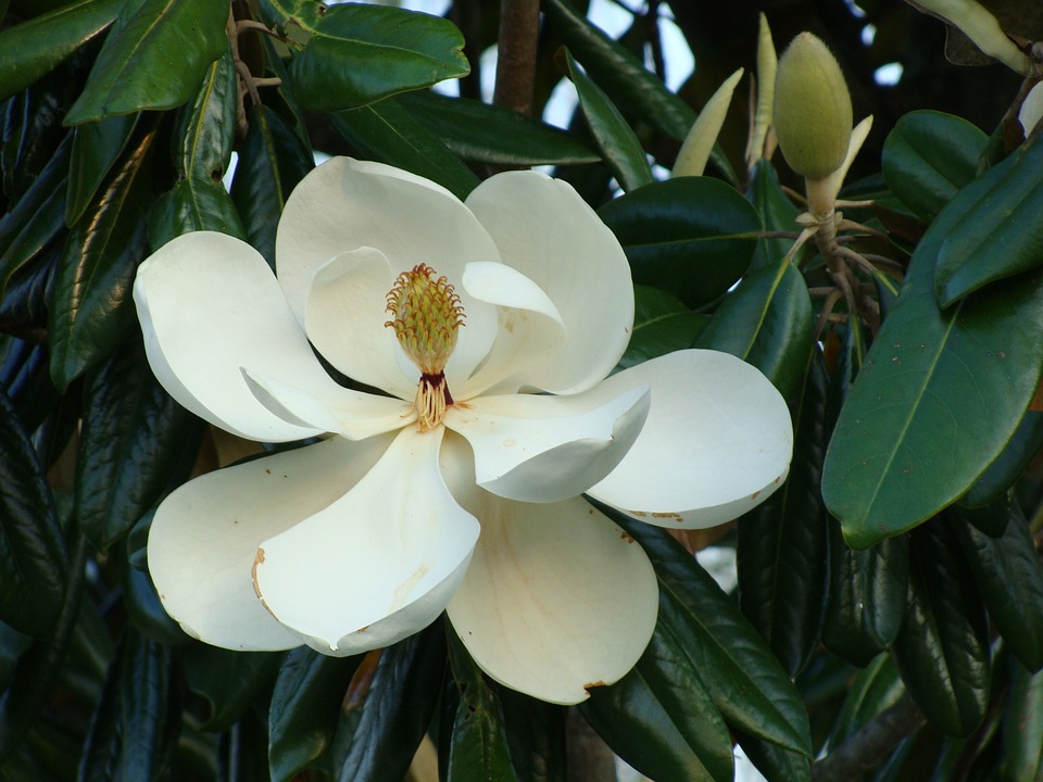 Magnolia : HERMOSA FLOR DE MAGNOLIA
