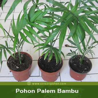 Manfaat Pohon Palem Bambu yang Perlu Diketahui - Ciriciripohon.com