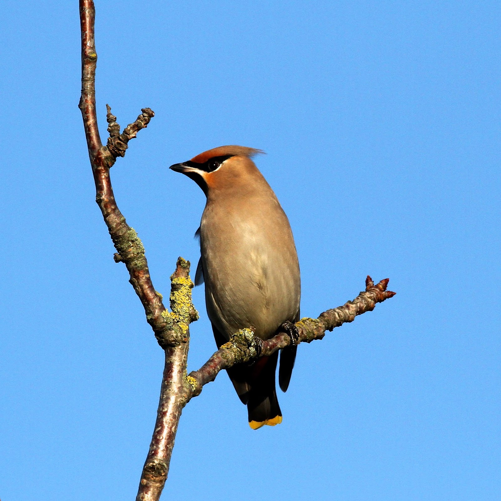 TrogTrogBlog: Bird of the week - Waxwing