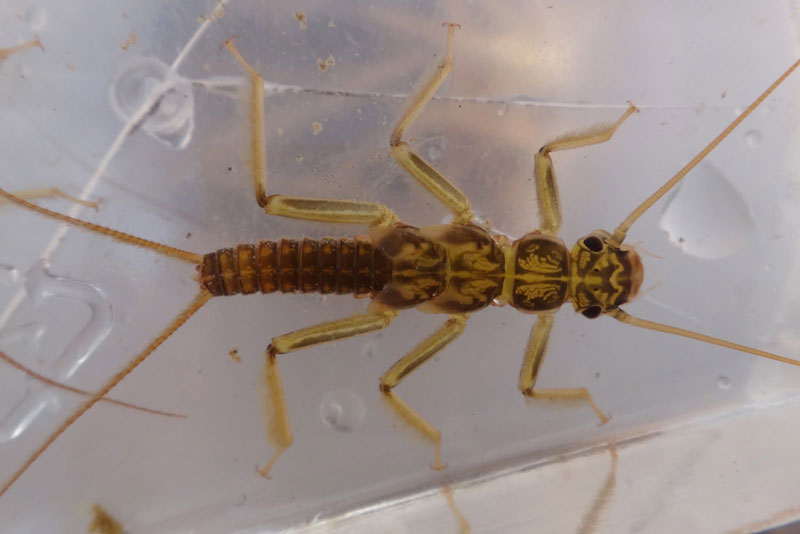 Jon Baiocchi Fly Fishing News: Skwala Stoneflies Are Starting to Hatch ...