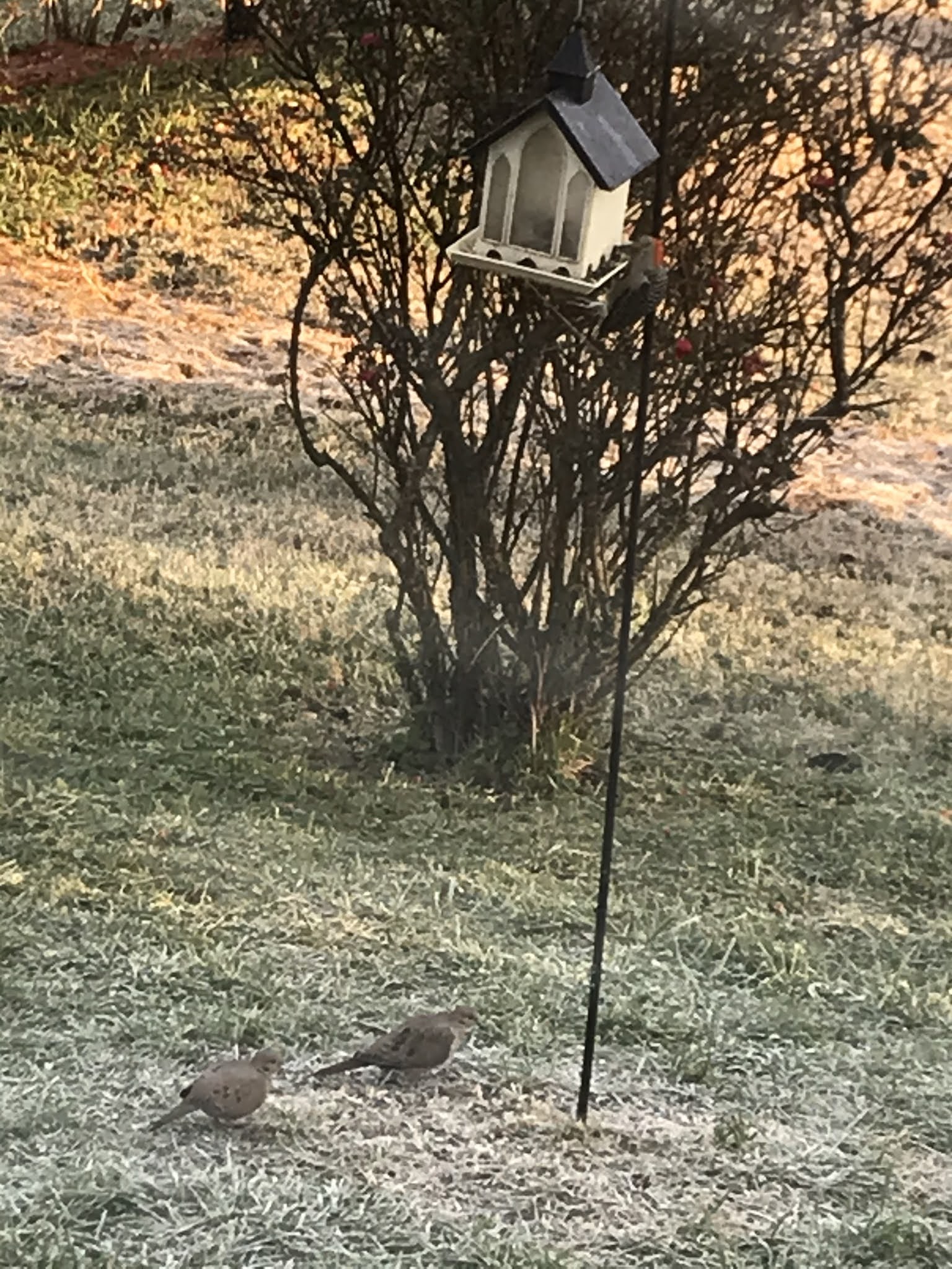Berries and More: Busy days....