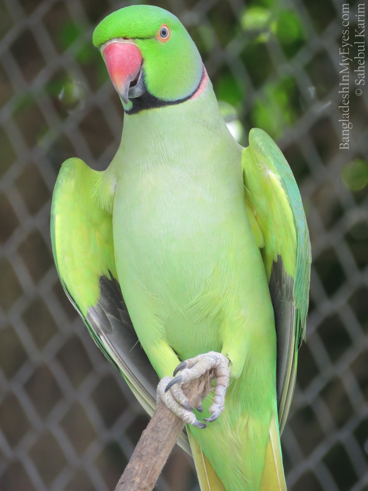 Bangladesh In My Eyes: Birds of Bangladesh