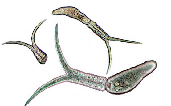 The cercaria - CONFIRM INFOZ