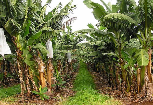 Banana Production Kit: Banana Field Planting and Cultural Management Part 1