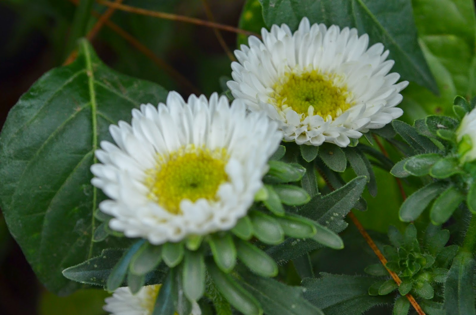 35 Most Beautiful Flowers in Baguio City