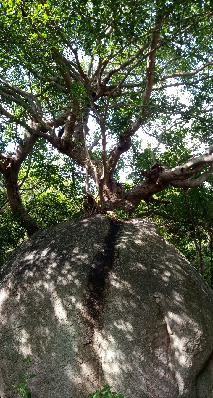 Drive + Trek - Devarayanadurga (DD hills)