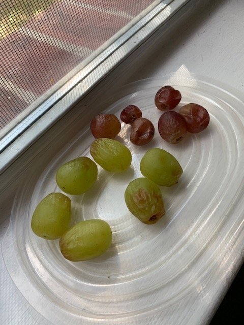 Cummins Life: Making Raisins From Grapes