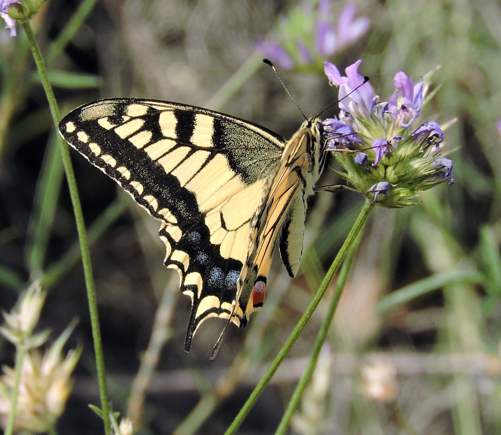 Blog del Màrius Domingo, Ca la Gallineta: Papallones.