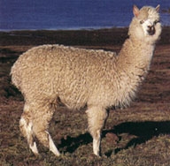 andes: ANIMALS OF THE ANDES