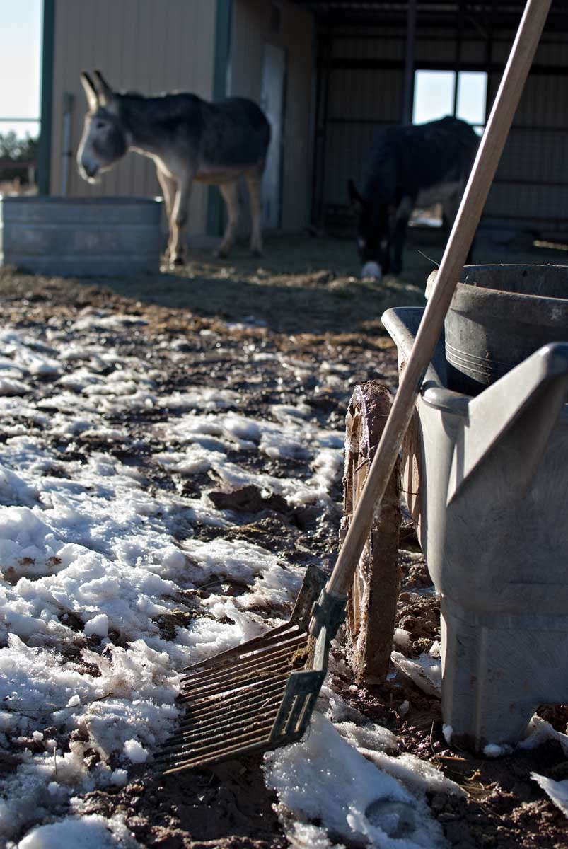 The 7MSN Ranch: Poopsicles