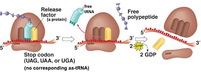 Biomolekul: Biosintesis Protein - E-Chemistry