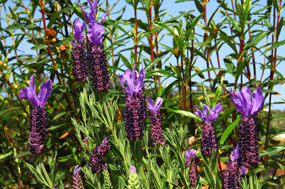 Savia y latidos en la Naturaleza: Cantueso (Lavandula stoechas) Linneo 1753
