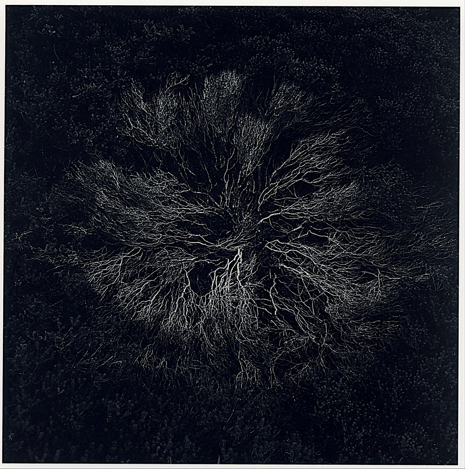 DRAGON: Harry Callahan / One of the most influential photographers