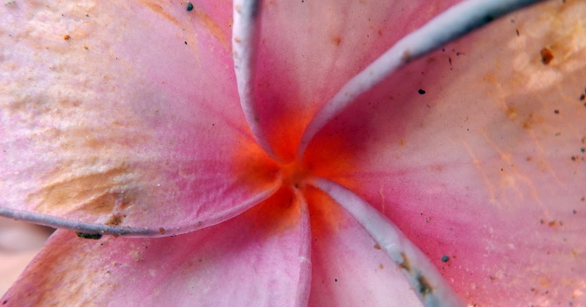 El Bable: De Oaxaca y sus flores